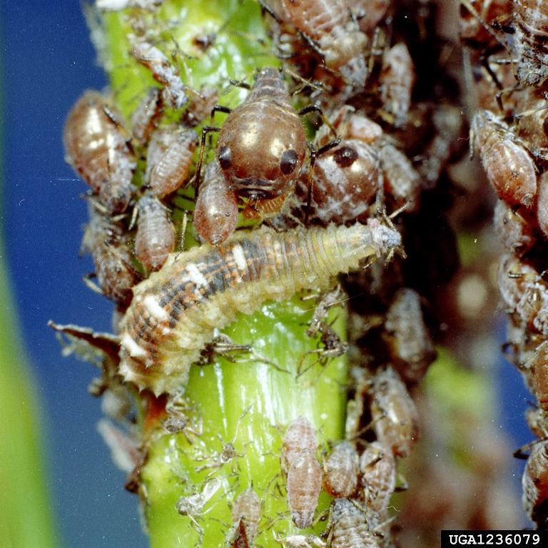 syrphid or flower flies (Family Syrphidae)