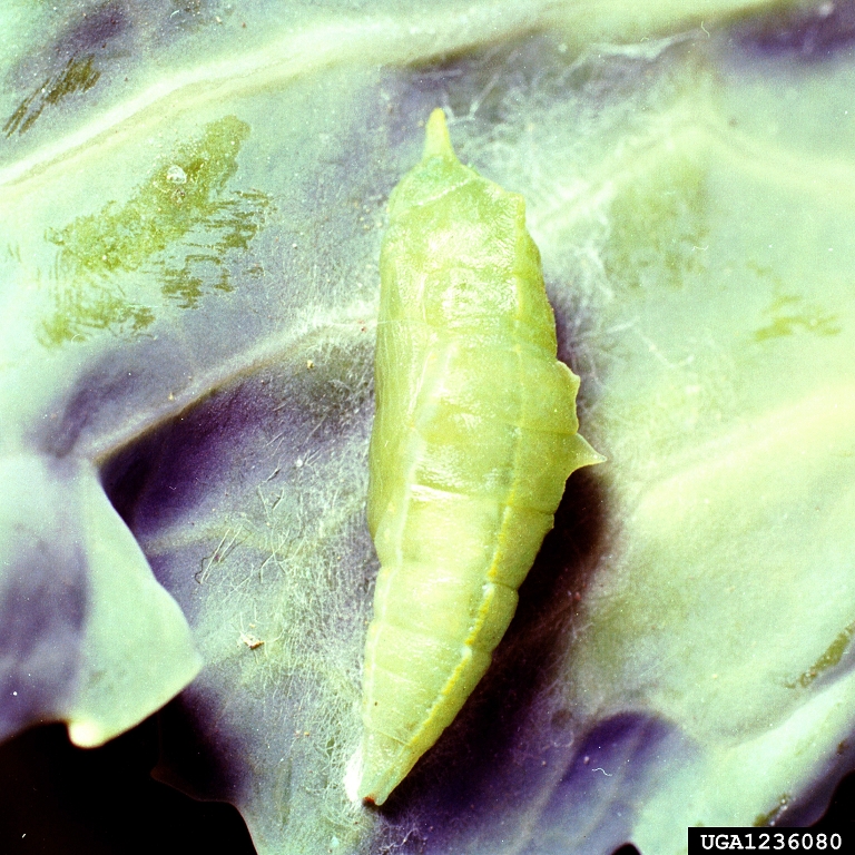 cabbage white, imported cabbage worm (Pieris rapae)