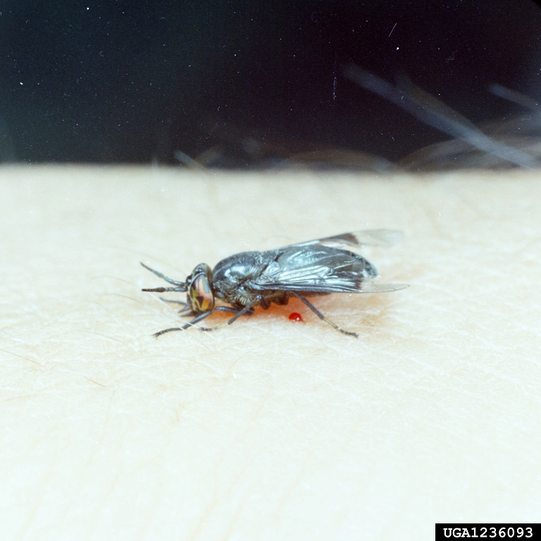 deer flies (Genus Chrysops Meigen 1803)