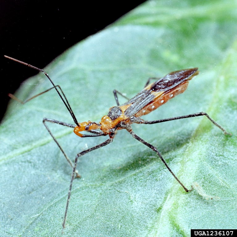 assassin bugs (Genus Zelus Fabricus, 1803)