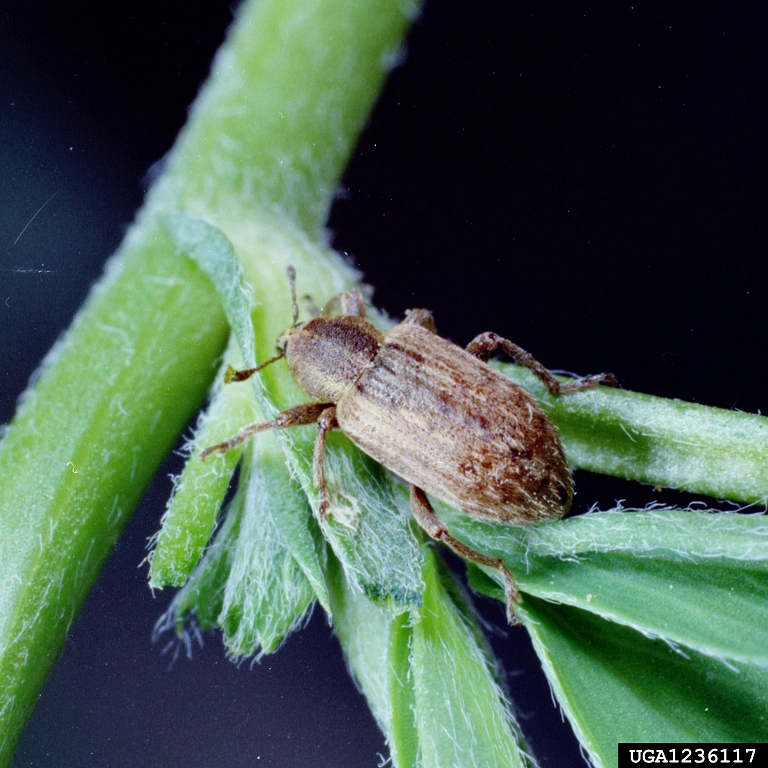 alfalfa weevil (Hypera postica (Gyllenhal, 1813))