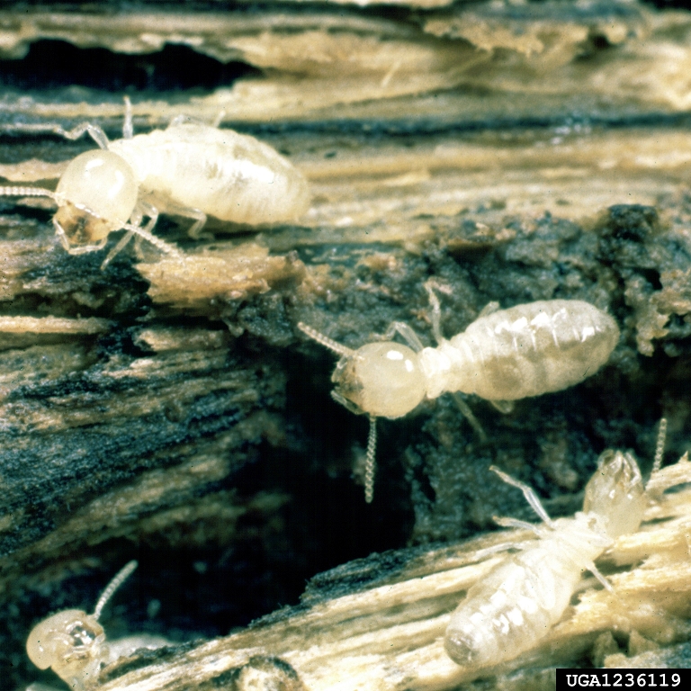 termites (Order Isoptera)