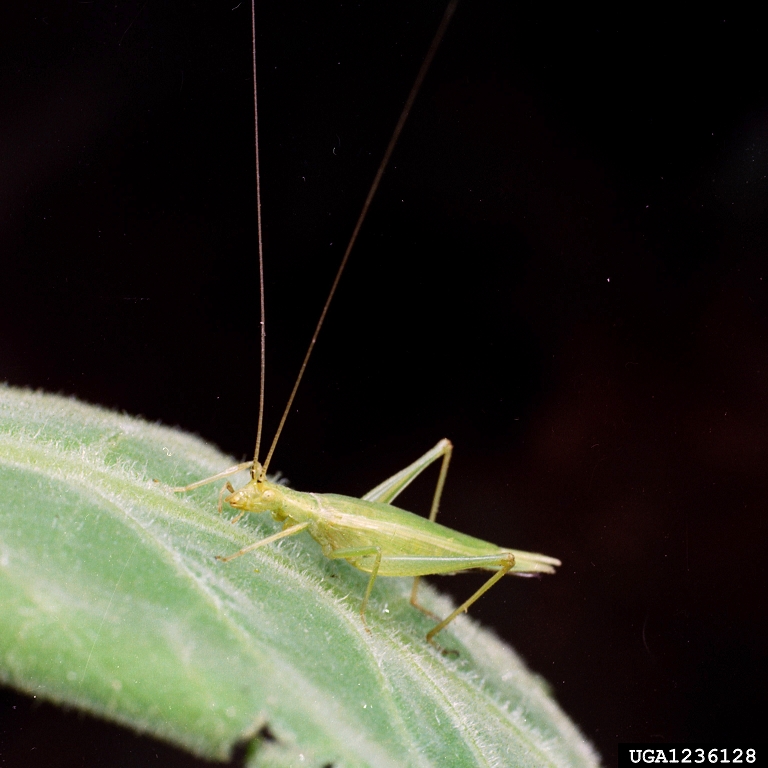 snowy tree cricket (Oecanthus fultoni Walker, 1962)