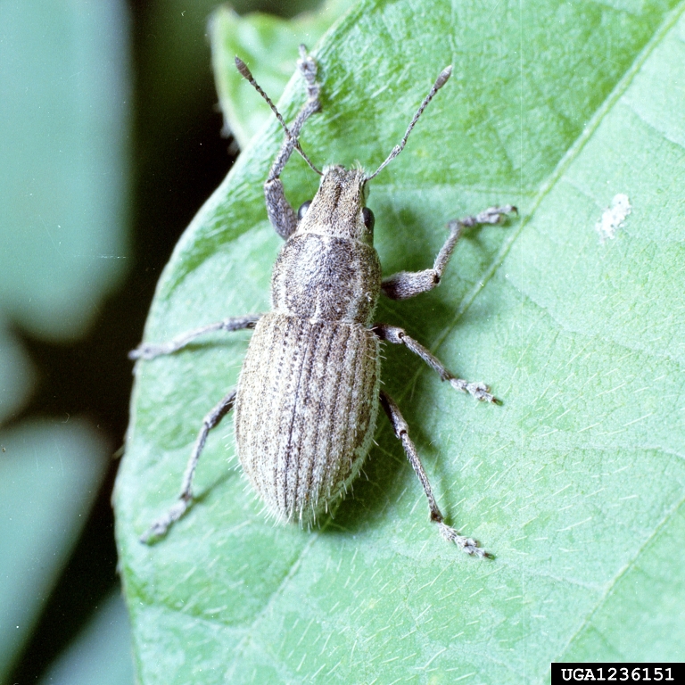 whitefringed beetles (Genus Naupactus Dejean, 1821)