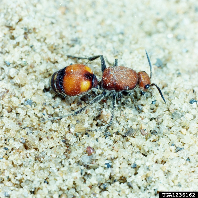velvet ant (Family Mutillidae)