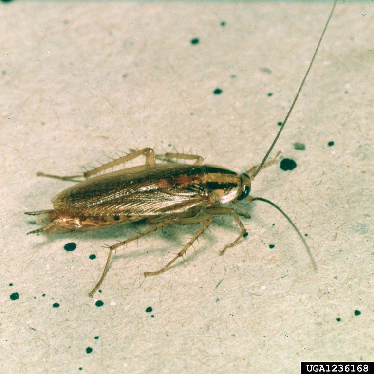 German cockroach (Blattella germanica (Linnaeus))