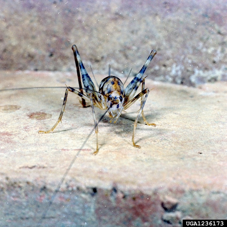 camel cricket (Genus Ceuthophilus Scudder 1862)