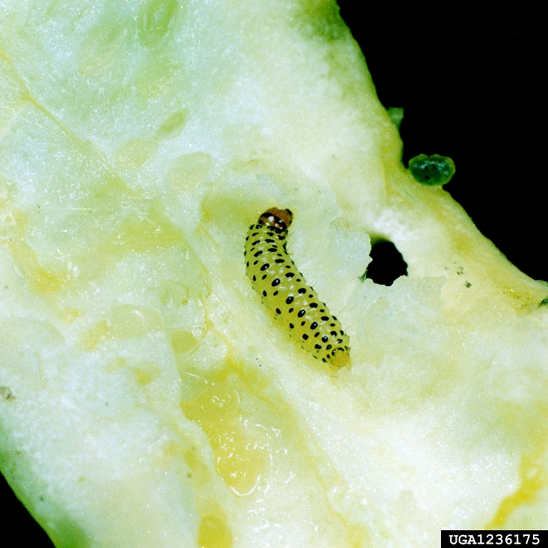 pickleworm (Diaphania nitidalis (Stoll))