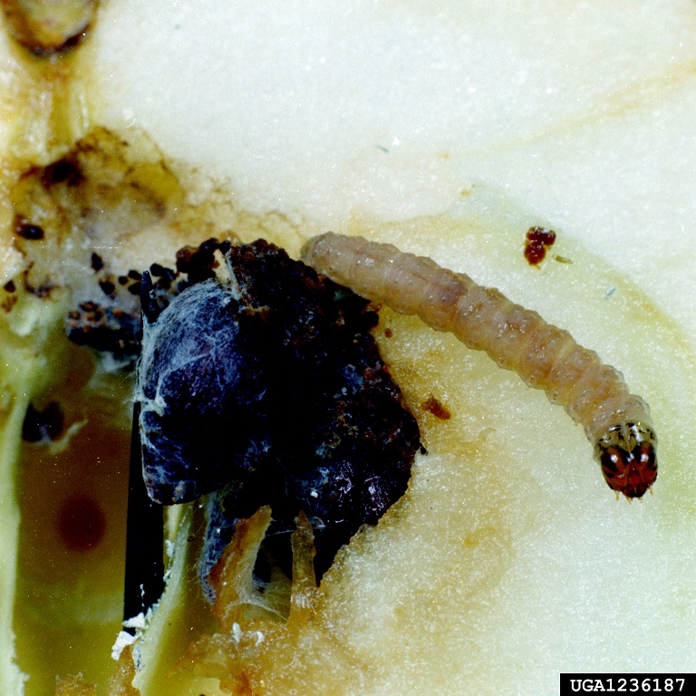 codling moth (Cydia pomonella)
