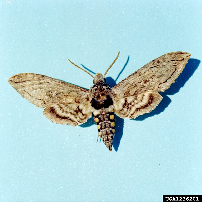 sphinx or hawk moth (Madoryx oiclus)