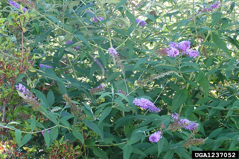 butterflybush (Genus Buddleja L.)