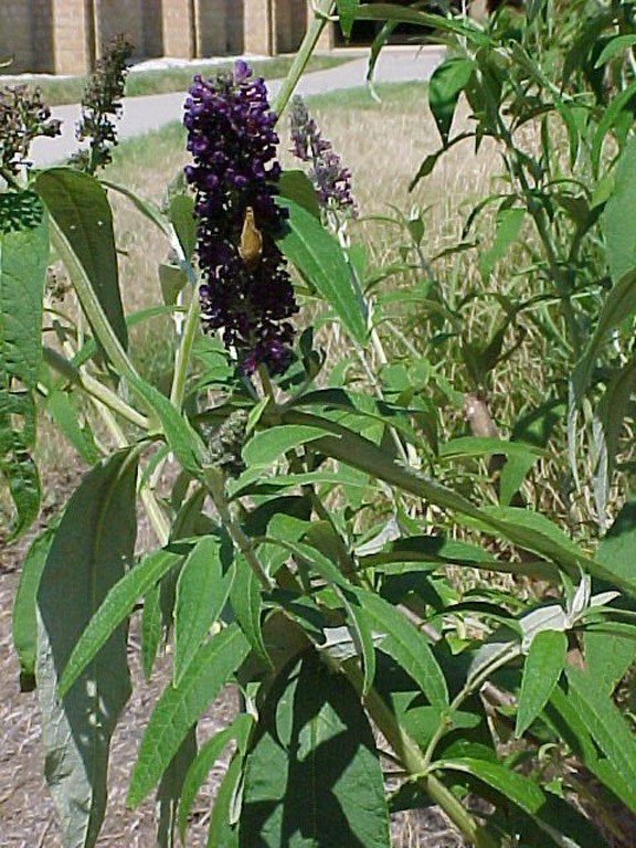 butterflybush (Genus Buddleja L.)