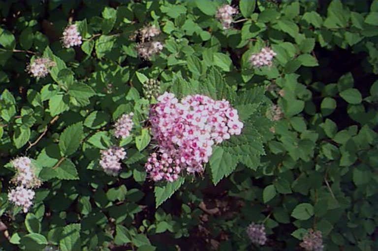 Japanese spiraea (Spiraea japonica L. f.)