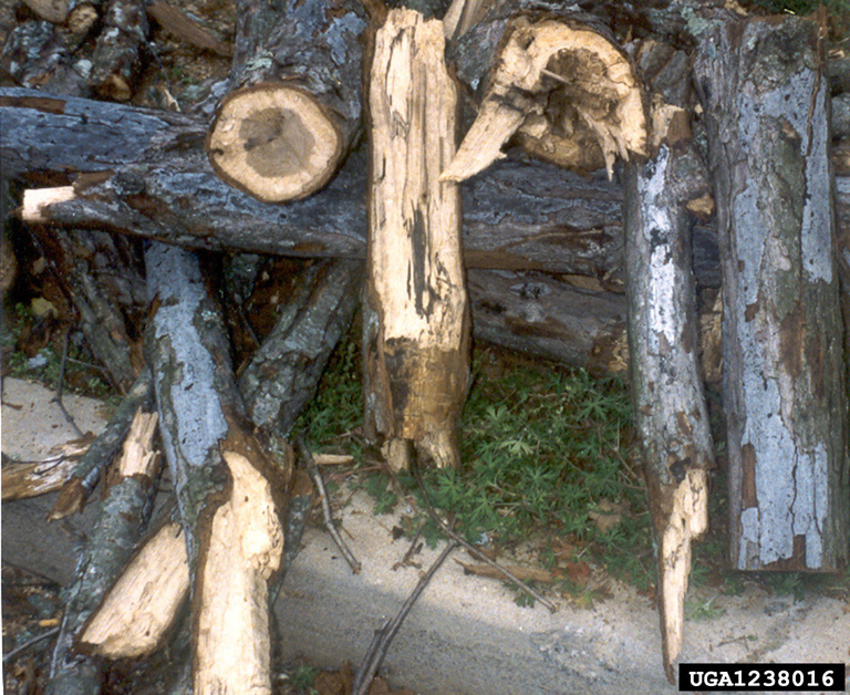 Hypoxylon cankers (Hypoxylon spp. ) on white oak (Quercus alba ) - 1238016
