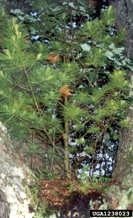 eastern white pine (Pinus strobus L.)