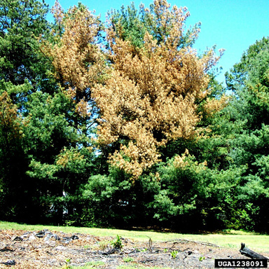 fire on pine (Pinus spp. ) - 1238091