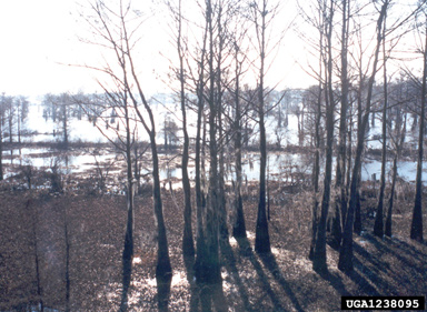 marshes and swamps