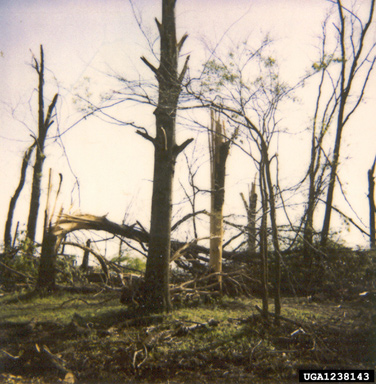 tornado