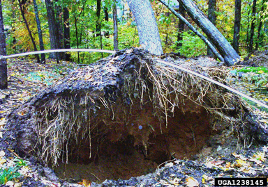 root lifting, soil heaving, and windthrow