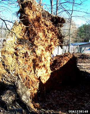 root lifting, soil heaving, and windthrow