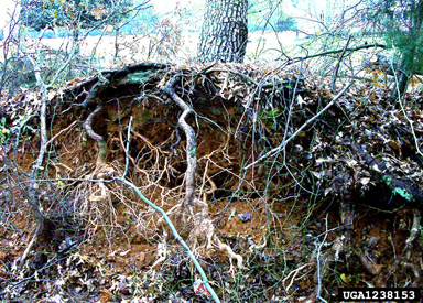 root lifting, soil heaving, and windthrow