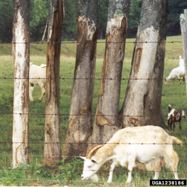 goat (domestic) (Capra hircus (domestic type) Linnaeus)