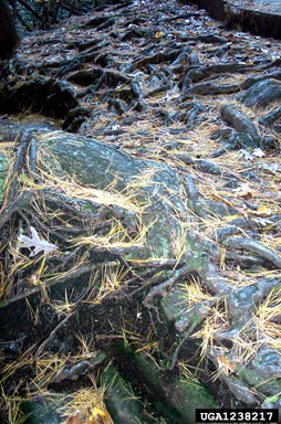 restricted root system