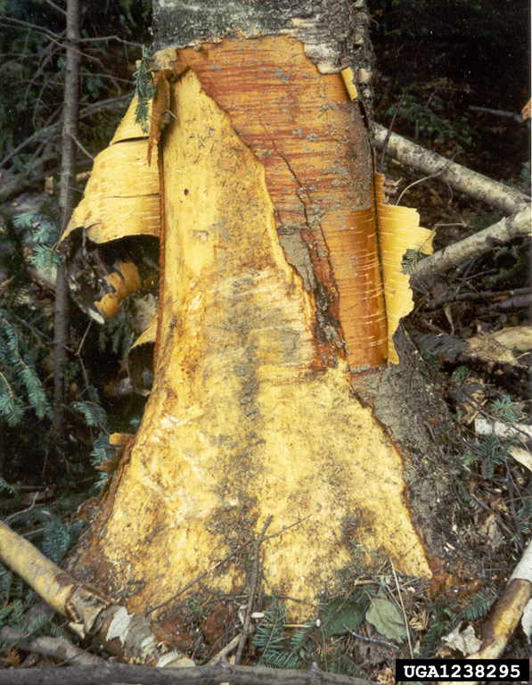 logging damage