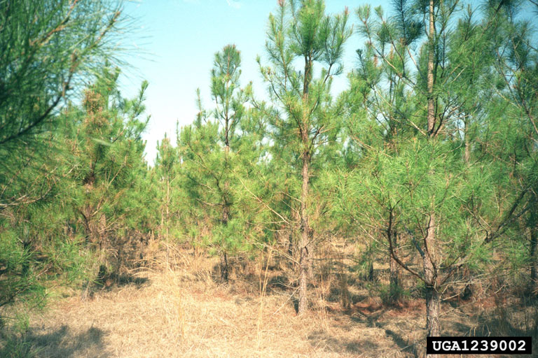 cold injury (low temperature)