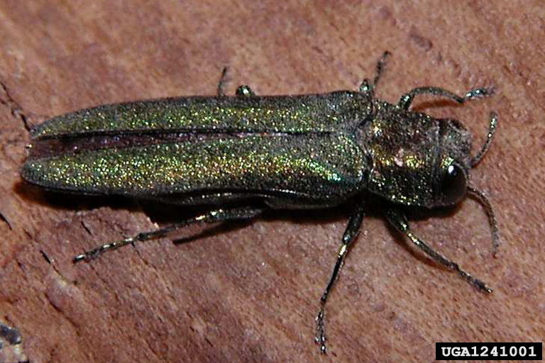 emerald ash borer, Agrilus planipennis (Coleoptera: Buprestidae) - 1241001