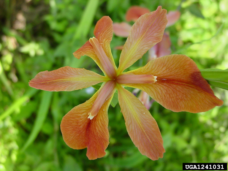 copper iris (Iris fulva)