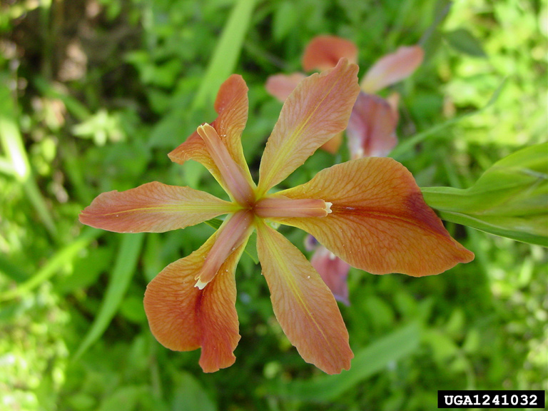 copper iris (Iris fulva Ker-Gawl.)