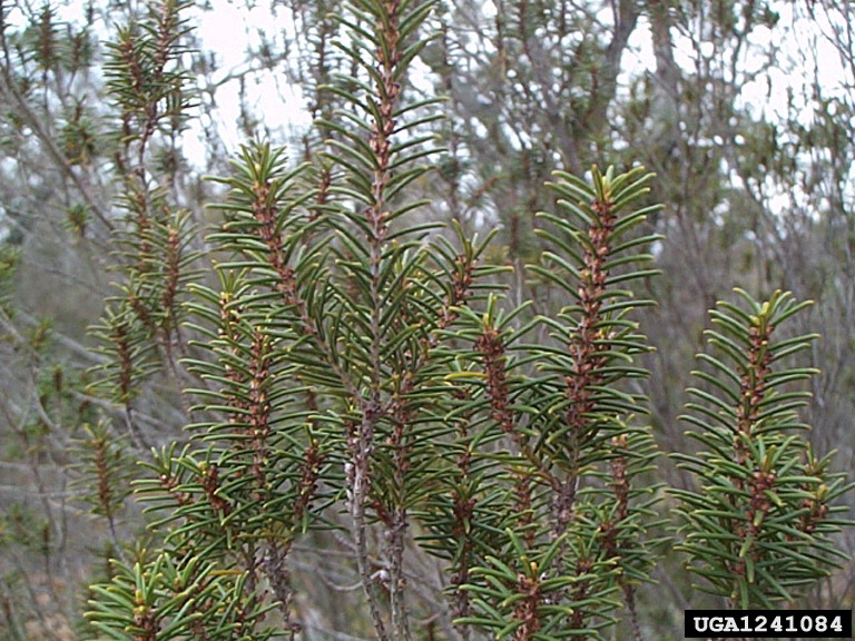 sand heath (Ceratiola ericoides Michx.)