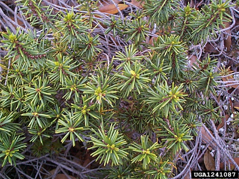 Ceratiola ericoides (Sandhill rosemary) (Sand heath)