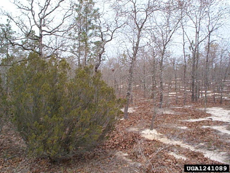 sand heath (Ceratiola ericoides Michx.)