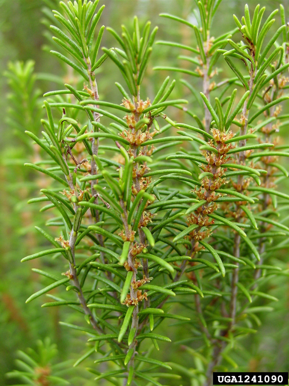 Ceratiola ericoides (Sandhill rosemary) (Sand heath)