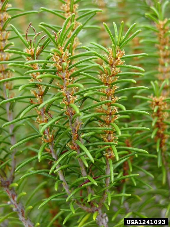 Ceratiola ericoides (Sandhill rosemary) (Sand heath)