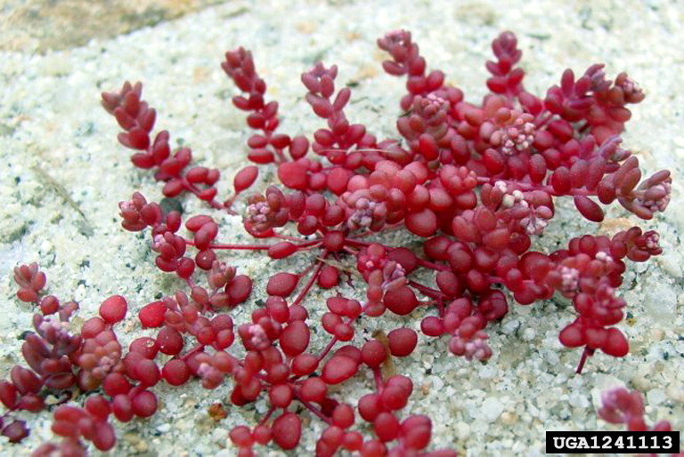 elf orpine (Diamorpha smallii Britt. ex Small)