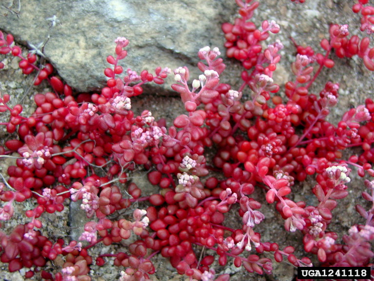 elf orpine (Diamorpha smallii)
