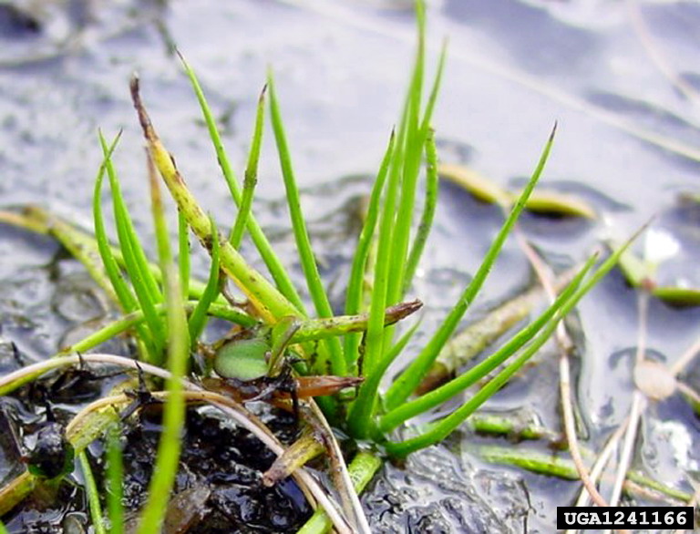 blackspore quillwort (Isoetes melanospora Engelm.)
