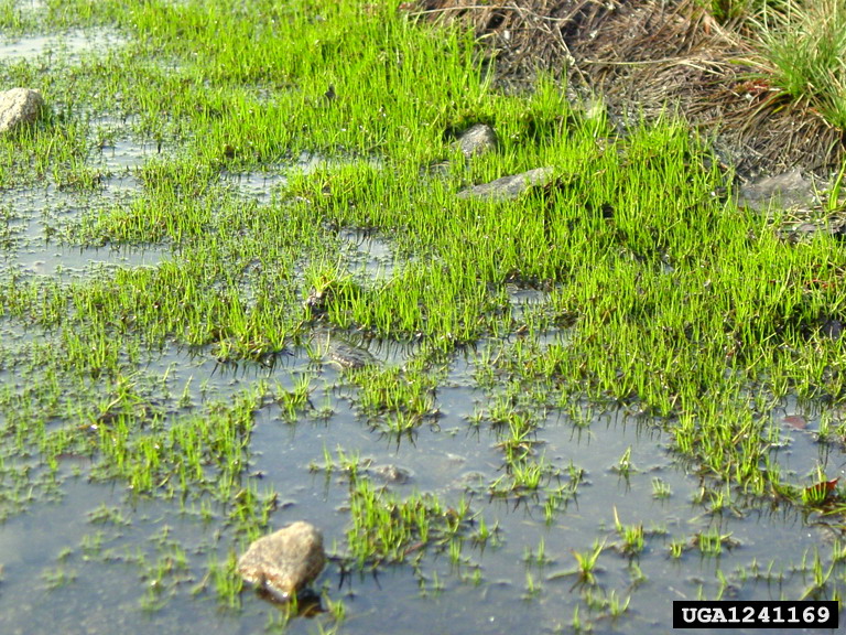 Isoetales - Alchetron, The Free Social Encyclopedia