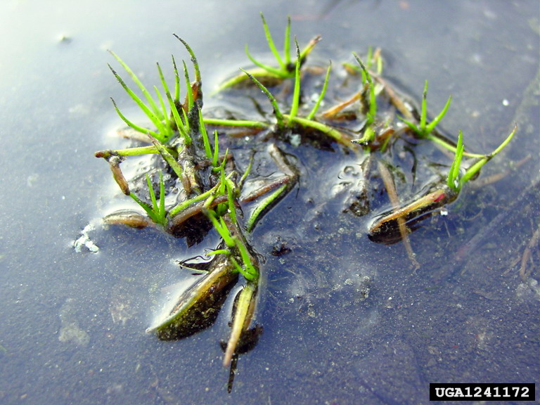 blackspore quillwort (Isoetes melanospora Engelm.)