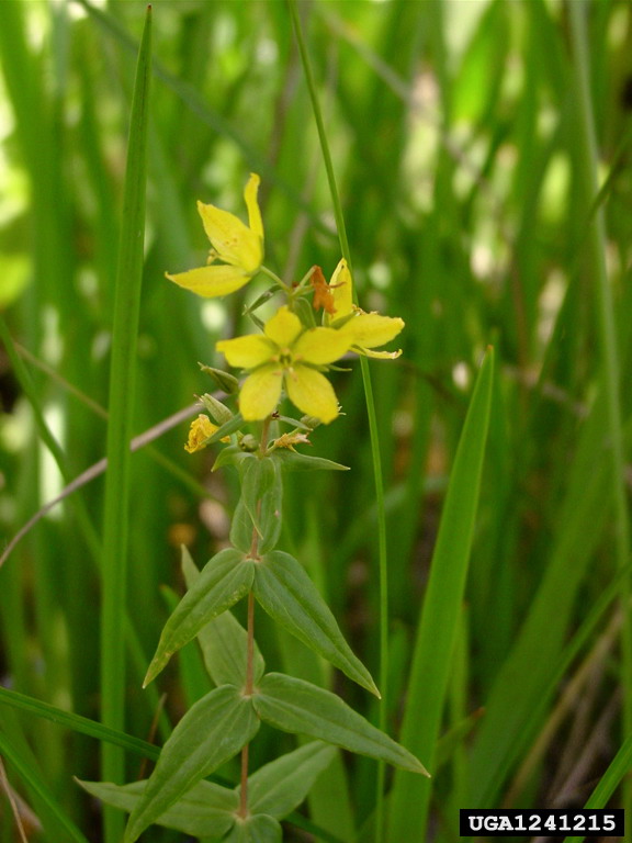 roughleaf yellow loosestrife (Lysimachia asperulifolia Poir.)