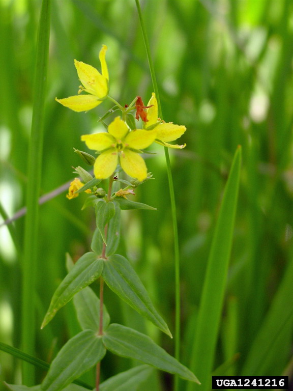 roughleaf yellow loosestrife (Lysimachia asperulifolia Poir.)