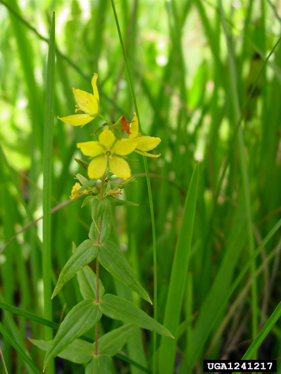 roughleaf yellow loosestrife (Lysimachia asperulifolia)