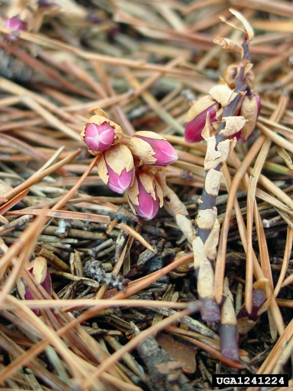 pygmy pipes (Monotropsis odorata Schwein. ex Ell.)