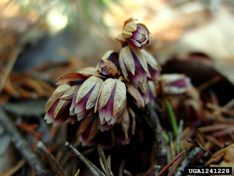 pygmy pipes (Monotropsis odorata Schwein. ex Ell.)