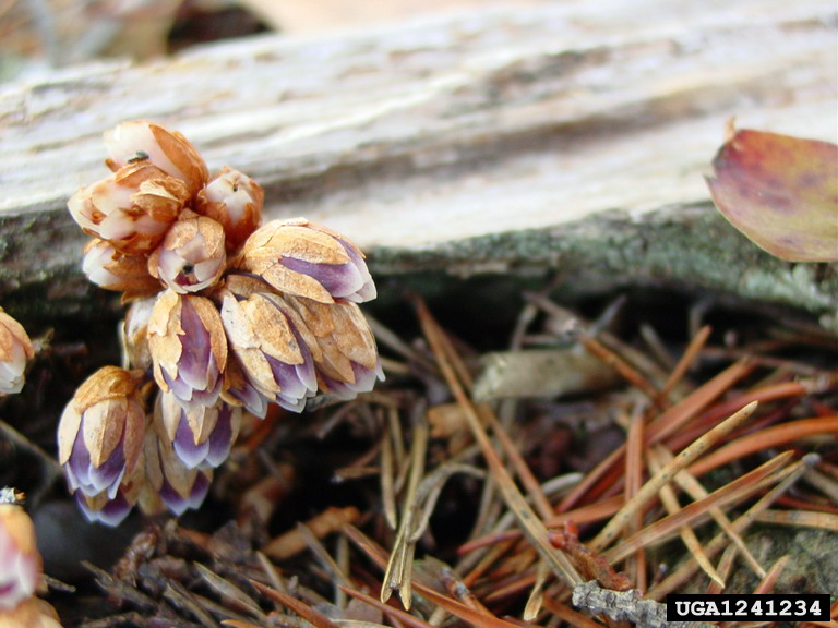 pygmy pipes (Monotropsis odorata Schwein. ex Ell.)