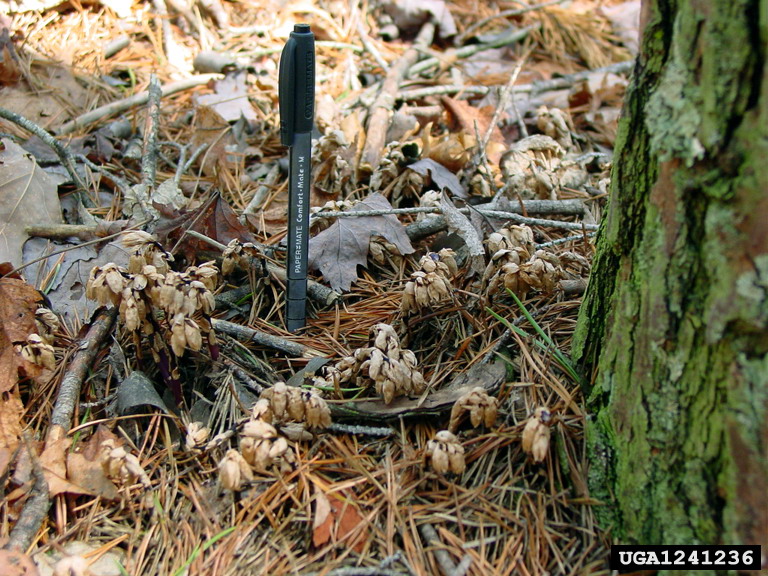 pygmy pipes (Monotropsis odorata Schwein. ex Ell.)