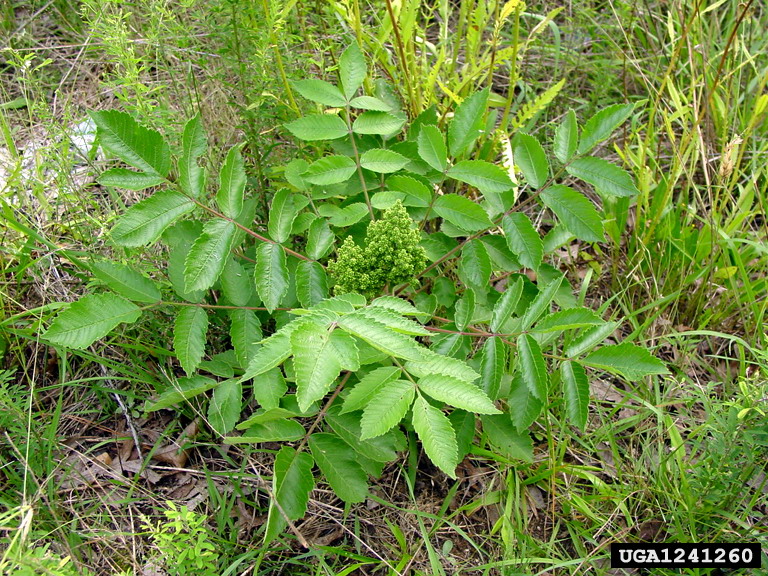 false poison sumac (Rhus michauxii Sarg.)